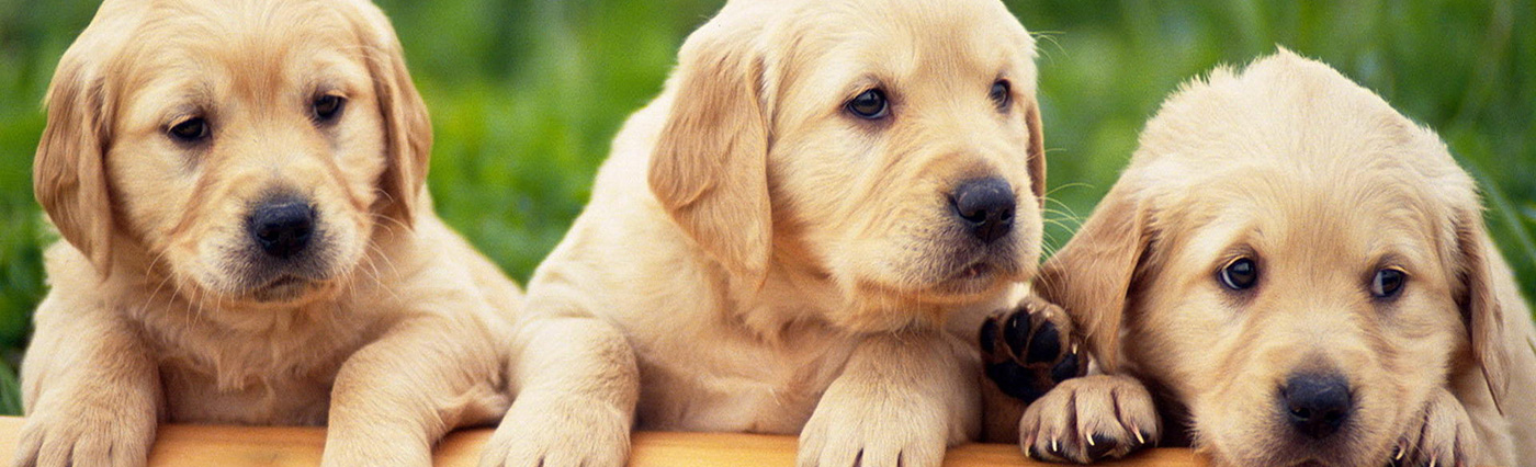 Home - PDSA - Helping your pet in need