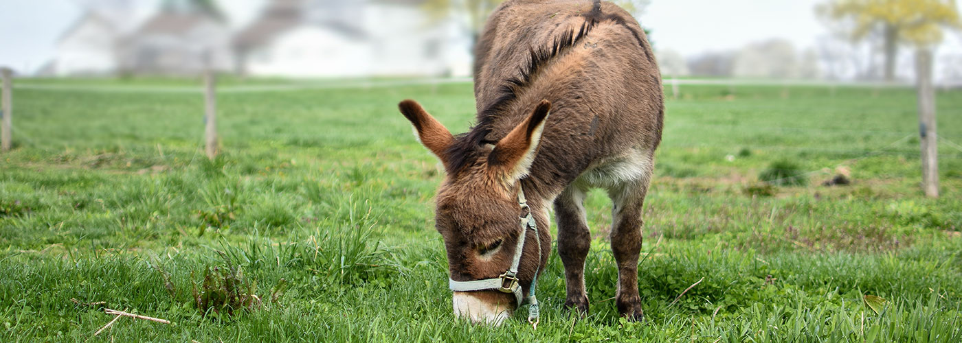 Home - PDSA - Helping your pet in need