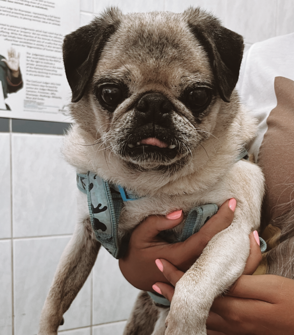 The History of the PDSA | PDSA